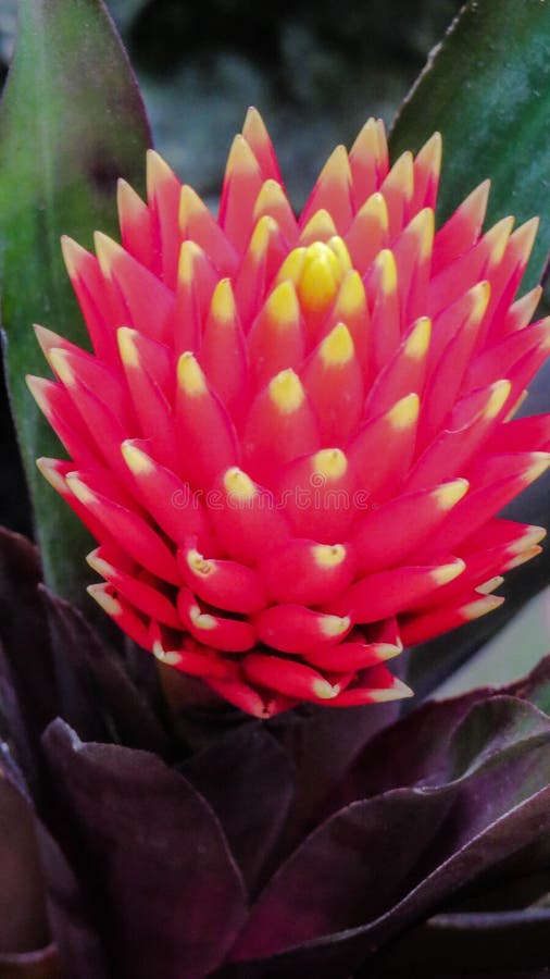 2,709 Bromelia Flower Stock Photos - Free & Royalty-Free Stock Photos ...