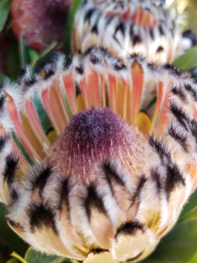 Fleshy mink proteas stock photo. Image of insect, flower - 218100508