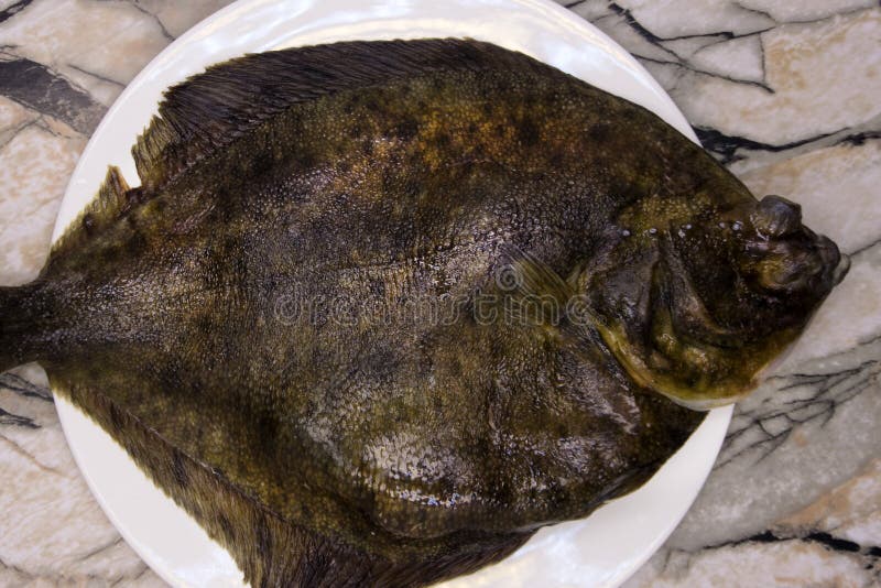 Flet De Poissons Sur Le Fond Blanc Photo stock - Image du énorme ...