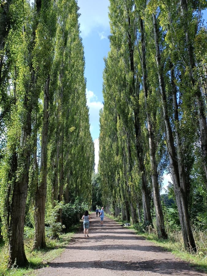Fletcher Moss Park Cypress Tree Editorial Photo - Image of park ...