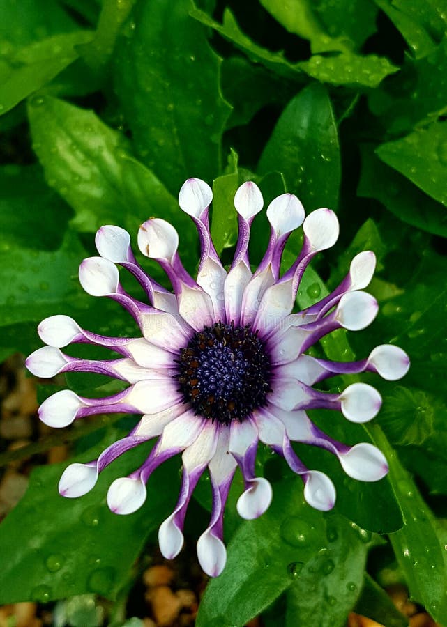 Fleur Rare Photos Stock - Téléchargez 24,181 Photos libres de droits