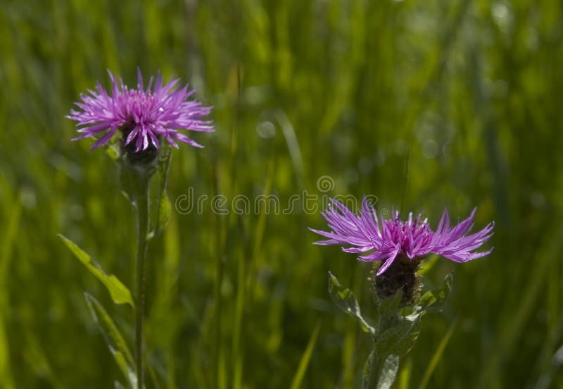 Fleur 1 de chardon image stock. Image du rural, assez, lilas - 163447