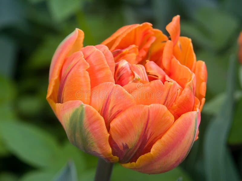 Fleur Image. Image: 261501