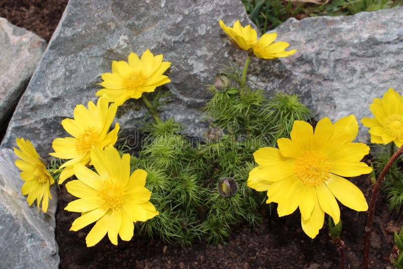 Fleur Adonis image stock. Image du lumineux, adonis, ressort - 40346603