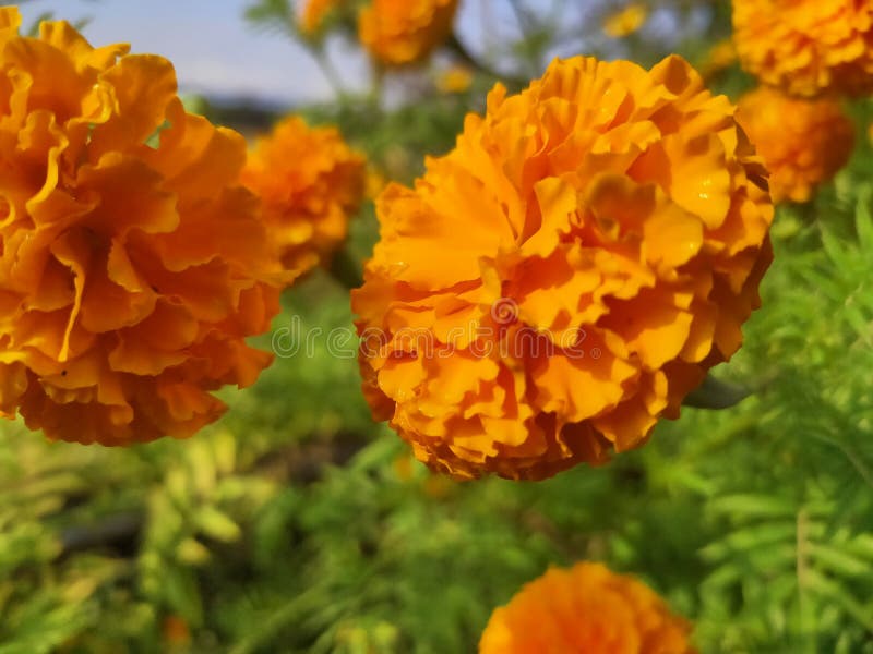 Fleur au soleil . photo stock. Image du jardin, sunlight - 171969672