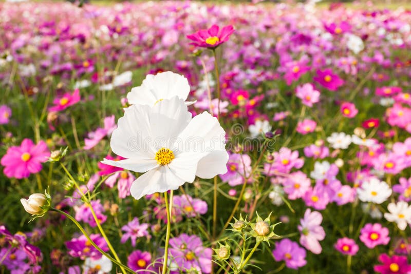 Fleur Blanche De Cosmos Sur Le Champ Photo stock - Image du floraison ...