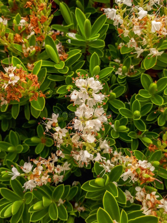 Fleur Blanche De Hebe Avec Les Feuilles Vert Clair Photo stock - Image ...
