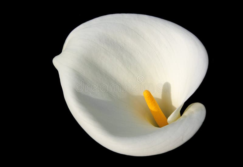 Fleur Blanche De Lilly De Calla Image stock - Image du blanc, arborétum ...