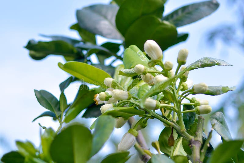 Fleur de pamplemousse photo stock. Image du lames, régime - 73277768