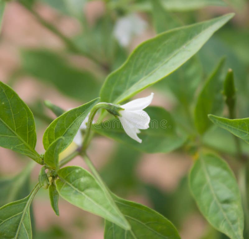 Fleur blanche de piment photo stock. Image du épice, frais - 42975890