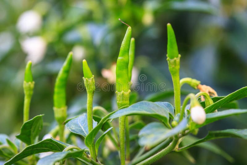 Fleur Blanche De Piment Dans Le Jardin Image stock - Image du ...