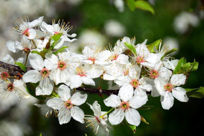 Fleur Blanche De Prune Caucasienne Et Ciel Bleu Photo stock - Image du ...