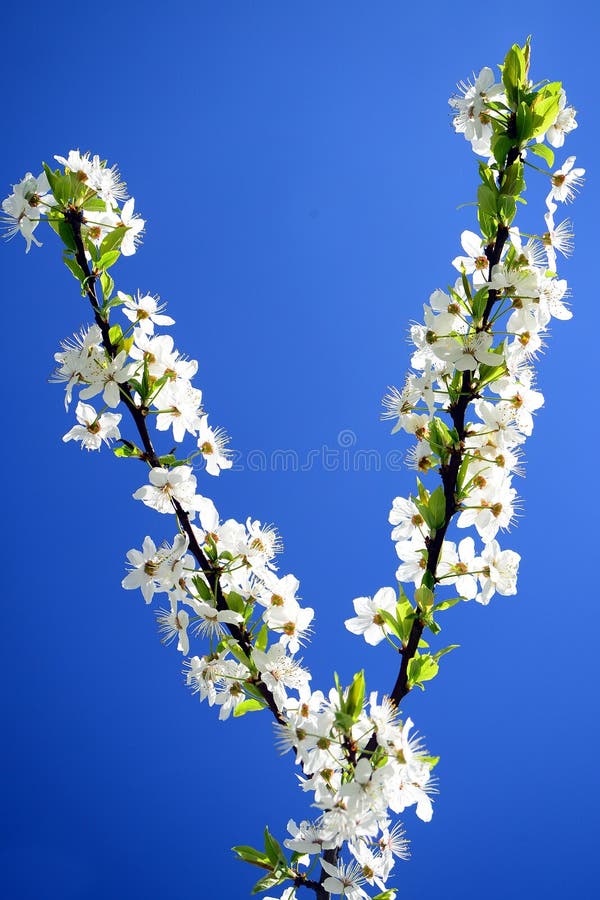 Fleur Blanche De Prune Caucasienne Et Ciel Bleu Photo stock - Image du ...