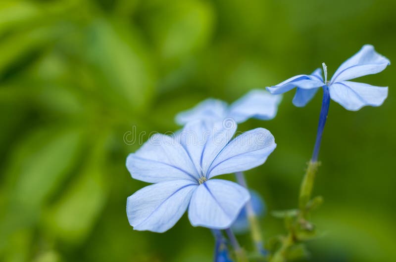 1,446,051 Fleur Bleu Photos libres de droits et gratuites de Dreamstime