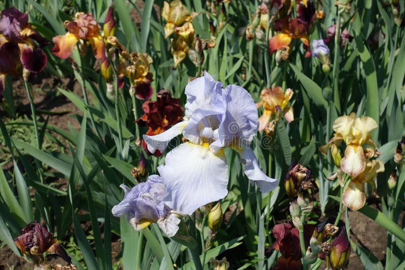Fleur Bleue D'iris Germanique Image stock - Image du accroissement, hybride: 145836757