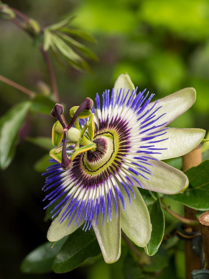 Fleur Bleue De Passion, Fleur Commune De Passion Photo stock - Image du ...