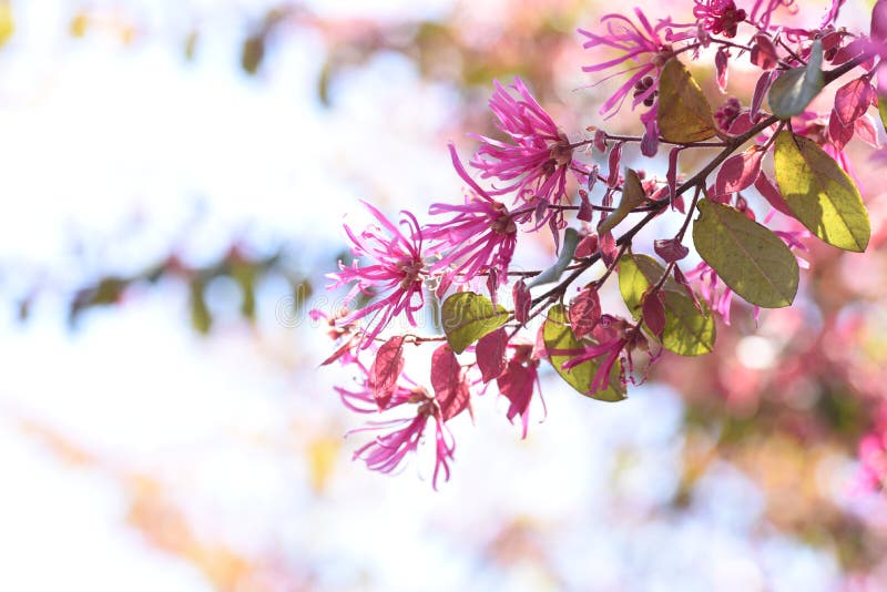 Fleur chinoise de frange image stock. Image du jardin - 143959141