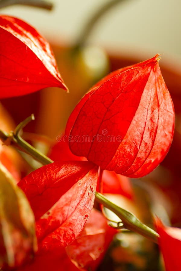Fleur Chinoise De Lanterne, Alkekengi De Physalis Image stock - Image ...