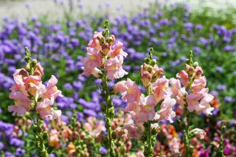 Muflier, Muflier, Pot De Fleurs Photo stock - Image du gens, potted ...