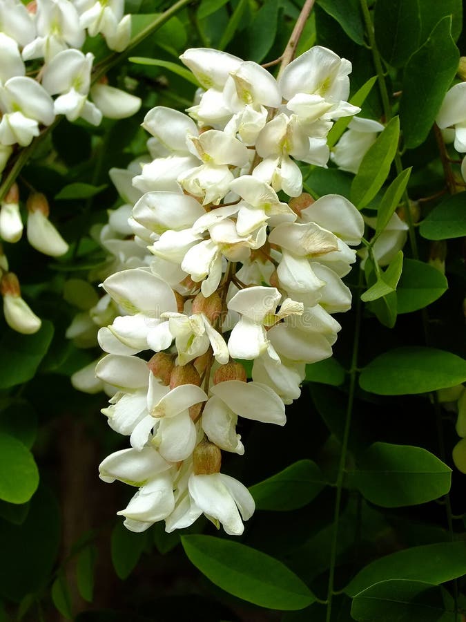 Fleur D'acacia Fleur Et Feuilles Blanches D'acacia Photo stock - Image ...