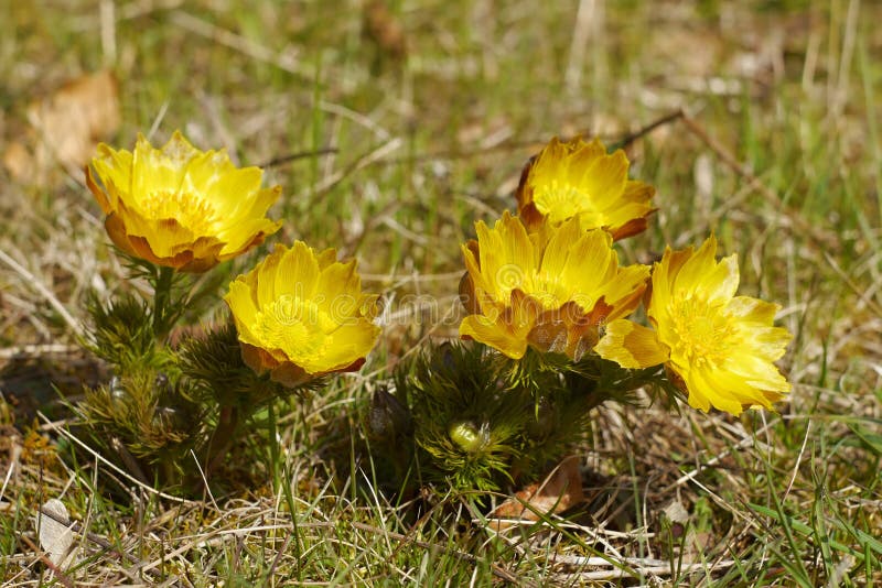Fleur D'Adonis Dans La Nature Sauvage Image stock - Image du fleur ...