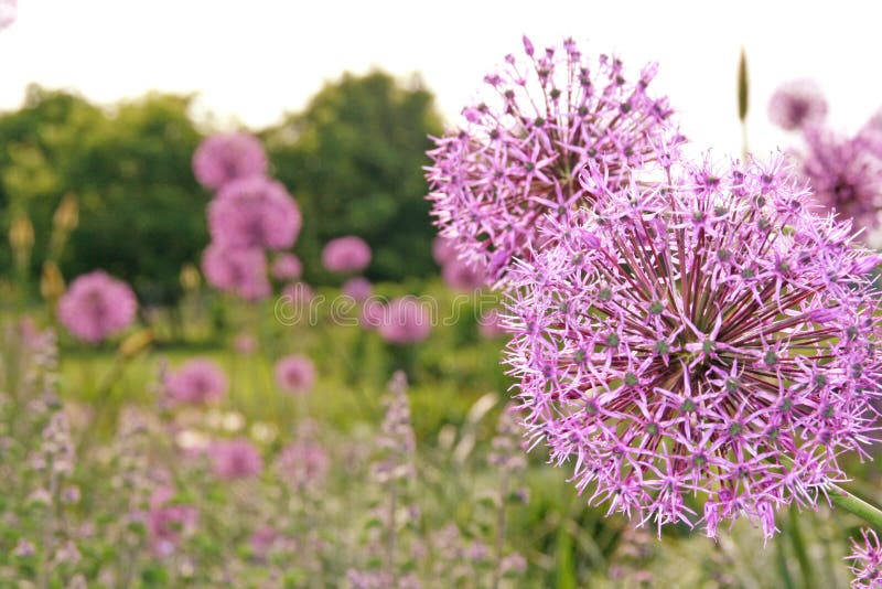 Fleur d'ail photo stock. Image du flore, jardinage, zone - 15168046
