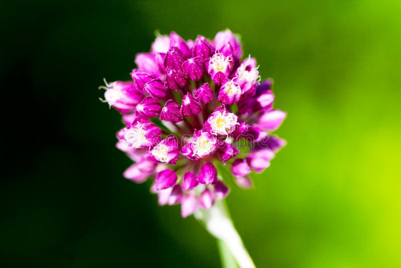 Fleur d'ail sauvage photo stock. Image of organique, floral - 73685578