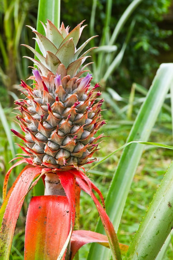 Fleur d'ananas photo stock. Image du fleur, croissance - 23966154