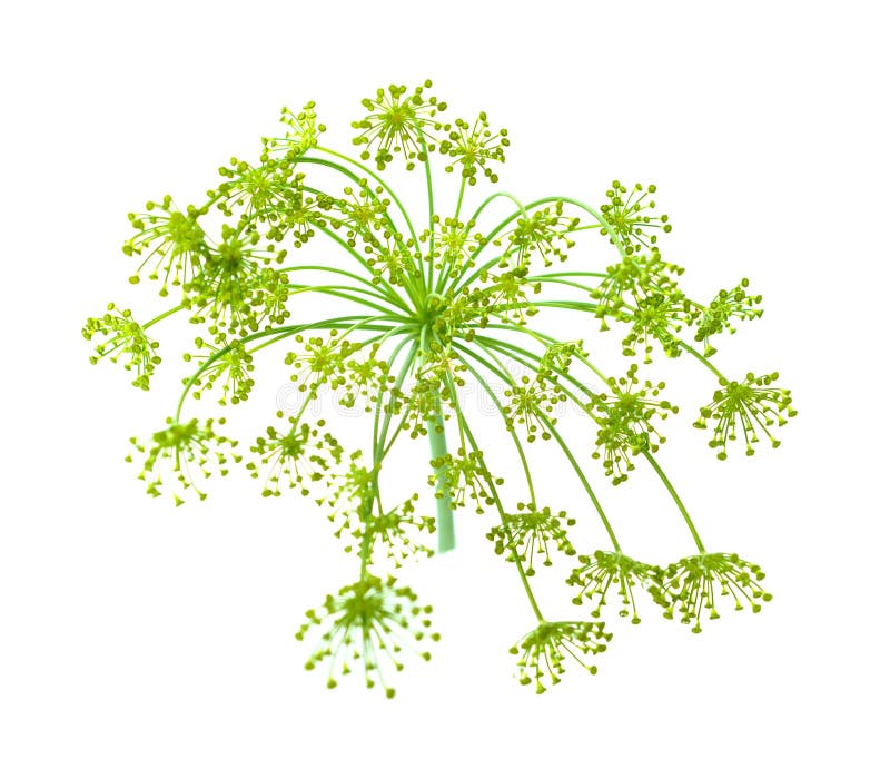Fleur d'aneth image stock. Image du fenouil, branchements - 32391249