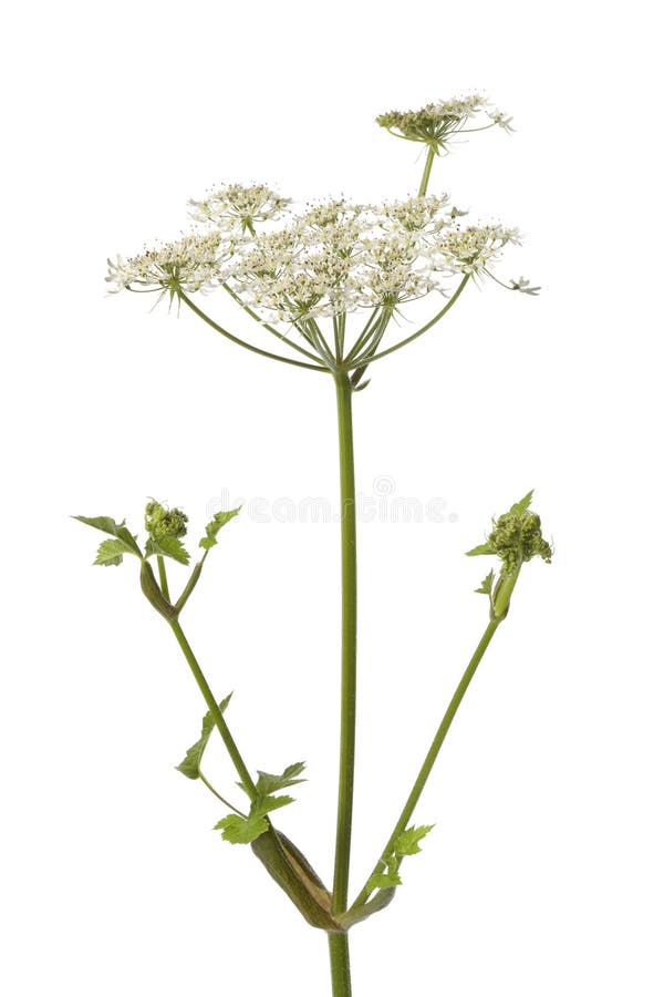 Sauvage Angelica Angelica Sylvestris Fleurs Blanches Avec Abeilles ...