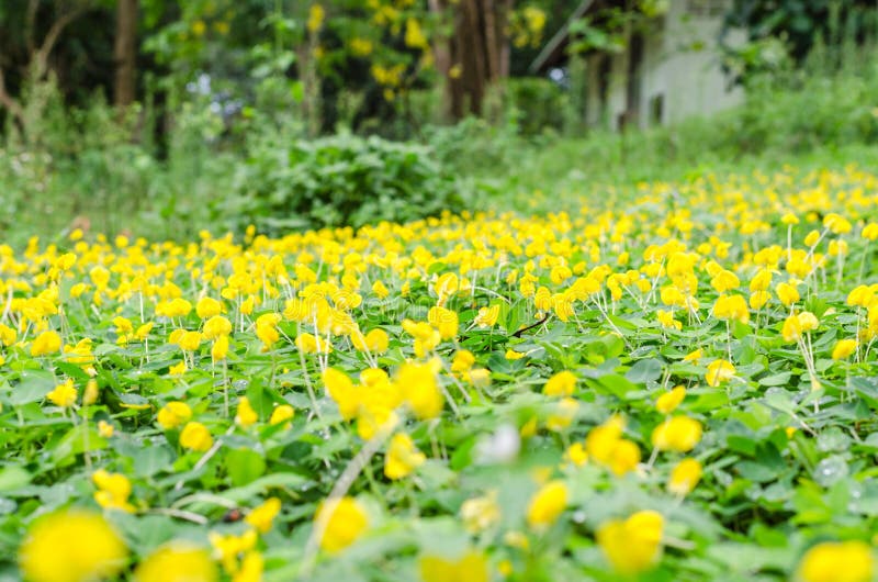 Fleur D'arachide De Pinto Dans Le Jardin Photo stock - Image du ...