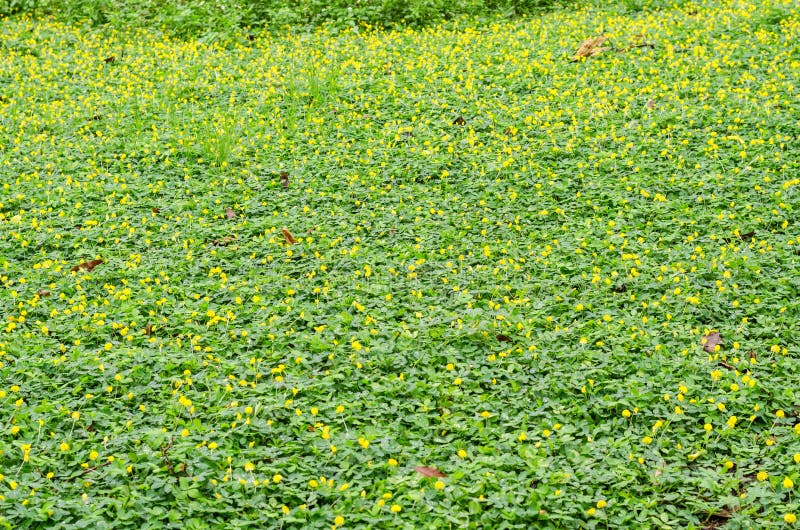 Fleur D'arachide De Pinto Dans Le Jardin Photo stock - Image du ...