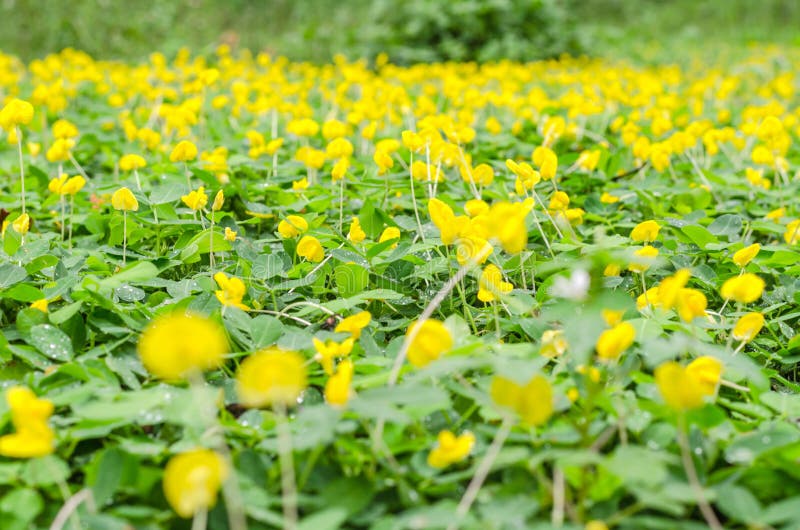 Fleur D'arachide De Pinto Dans Le Jardin Photo stock - Image du ...