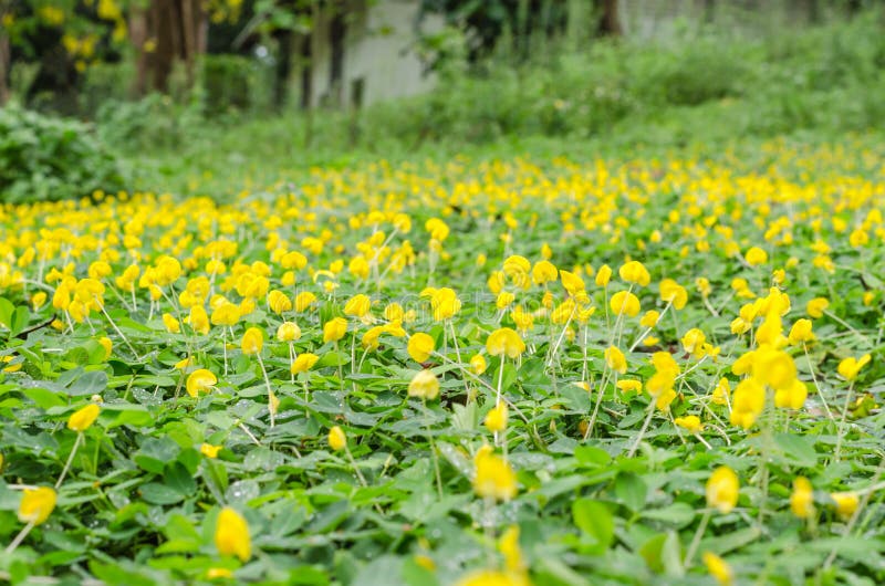 Fleur D'arachide De Pinto Dans Le Jardin Photo stock - Image du ...