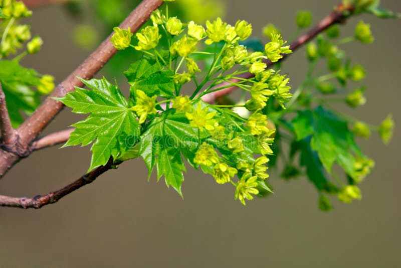 Fleur d'arbre d'érable image stock. Image du pétale, saisons - 487791