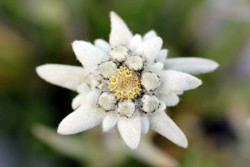 Fleur d'Edelweiss photo stock. Image du closeup, edelweiss - 10654328
