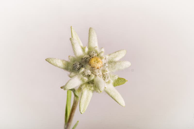 Fleur De Floraison D'Edelweiss Sur Le Blanc Photo stock - Image du ...