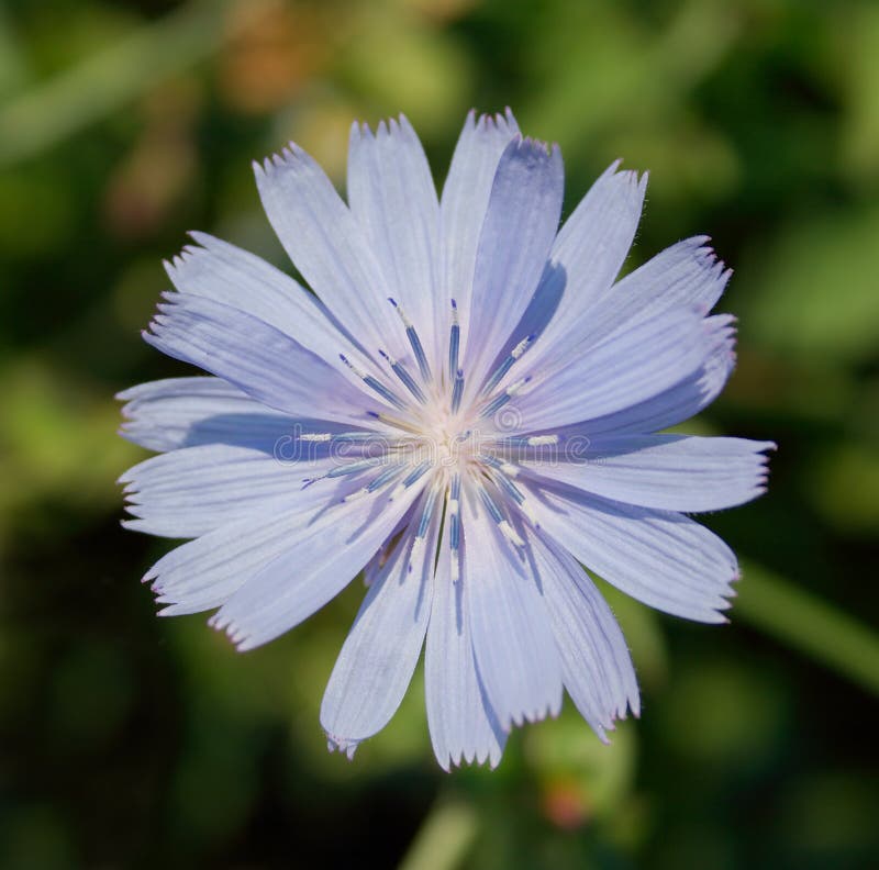 Fleur de chicorée sauvage photo stock. Image du durée - 3432940