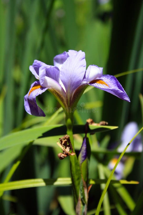 Fleur d'iris image stock. Image du flore, floraison, normal - 94262725