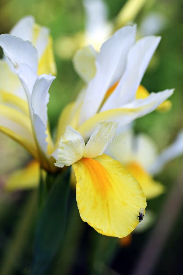 Fleur D'iris Dans Le Jardin Image stock - Image du orientation, pétale ...