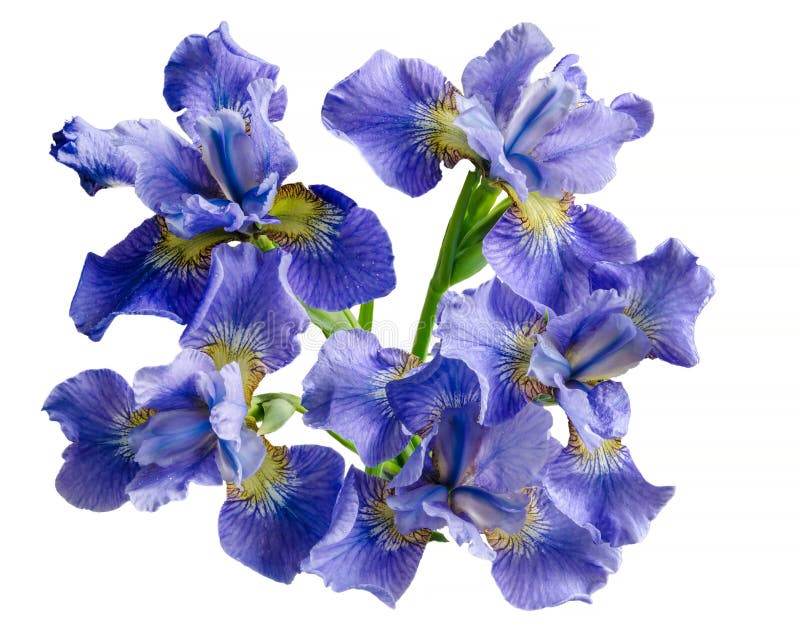 Fleur D'iris Sur Le Fond Blanc Photo stock - Image du fond, isolement ...