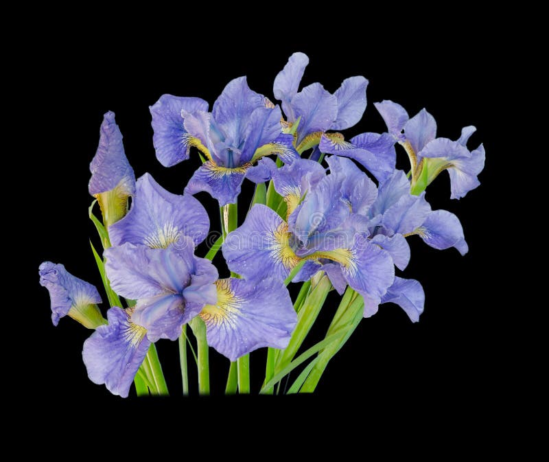 Fleur D'iris De Bouquet D'isolement Sur Le Fond Noir Photo stock ...
