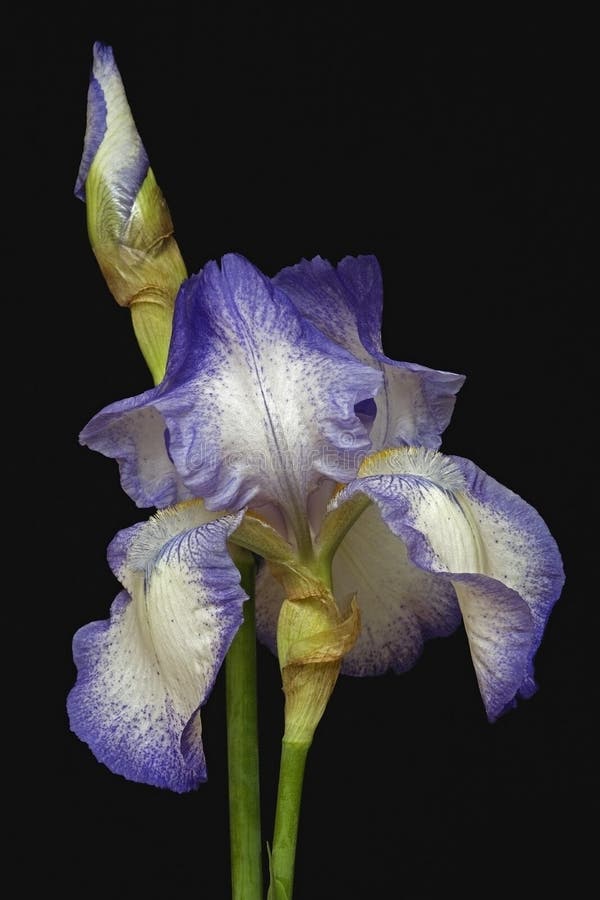 Fleur d'iris germanique image stock. Image du iris, verticale - 70604959