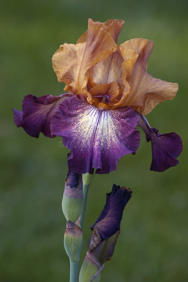 Fleur d'iris germanique image stock. Image du verticale - 70604911
