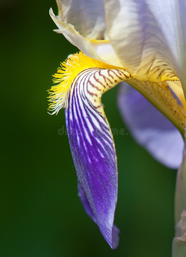 Fleur D'iris Germanique, Groupe Photo stock - Image du jaune, pistil ...