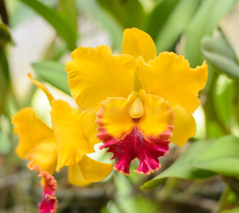 Fleurs Jaunes Rouges D'orchidée De Cattleya Photo stock - Image du ...