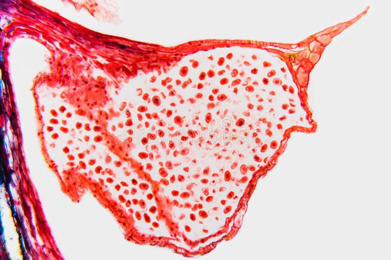 Fleur D'organe Reproducteur Image stock - Image du filament, pièces ...