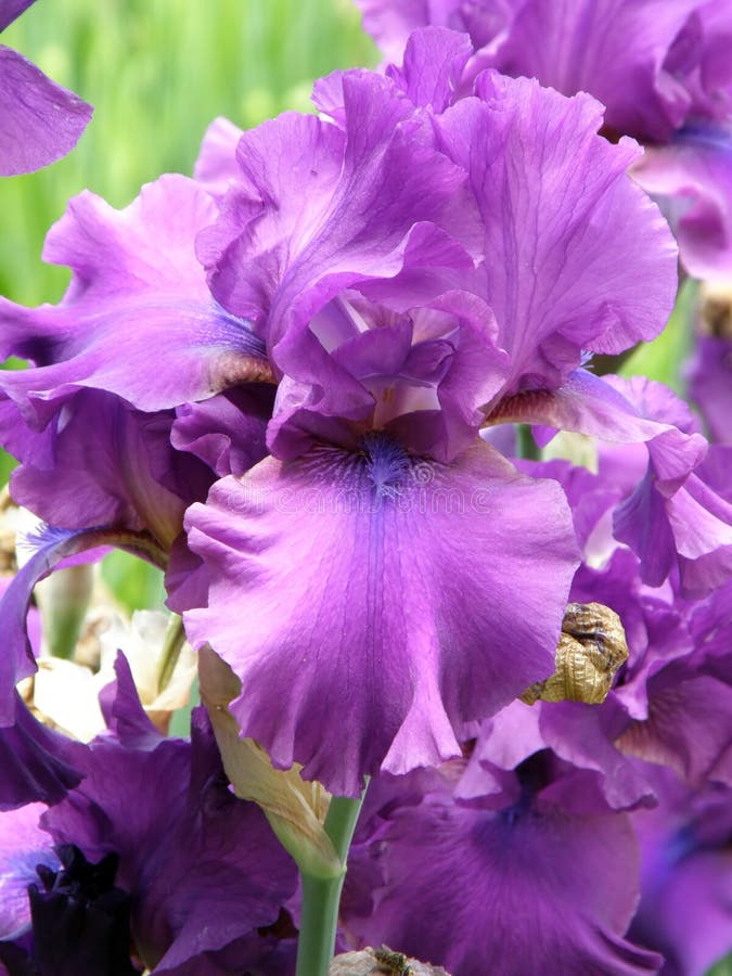 Fleur d'un iris photo stock. Image du beauté, pilons, fleur - 5997874