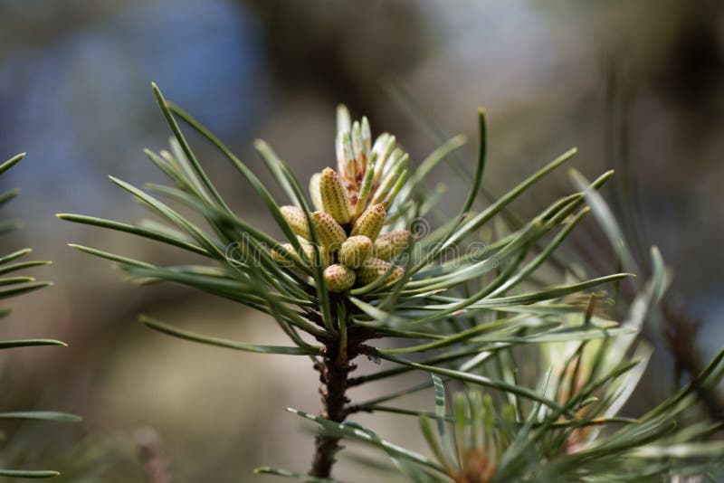 Fleur D'un Pin Tordu Pinus Contorta Image stock - Image du conifére ...