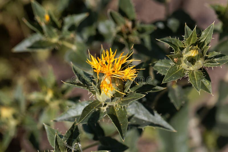 Carthame, Tinctorius De Carthamus Image stock - Image du graines ...